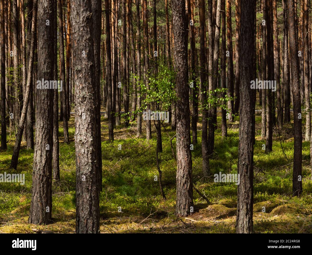 Beautiful landscape of pine forest in sunny day. Nature Wallpaper. The ...