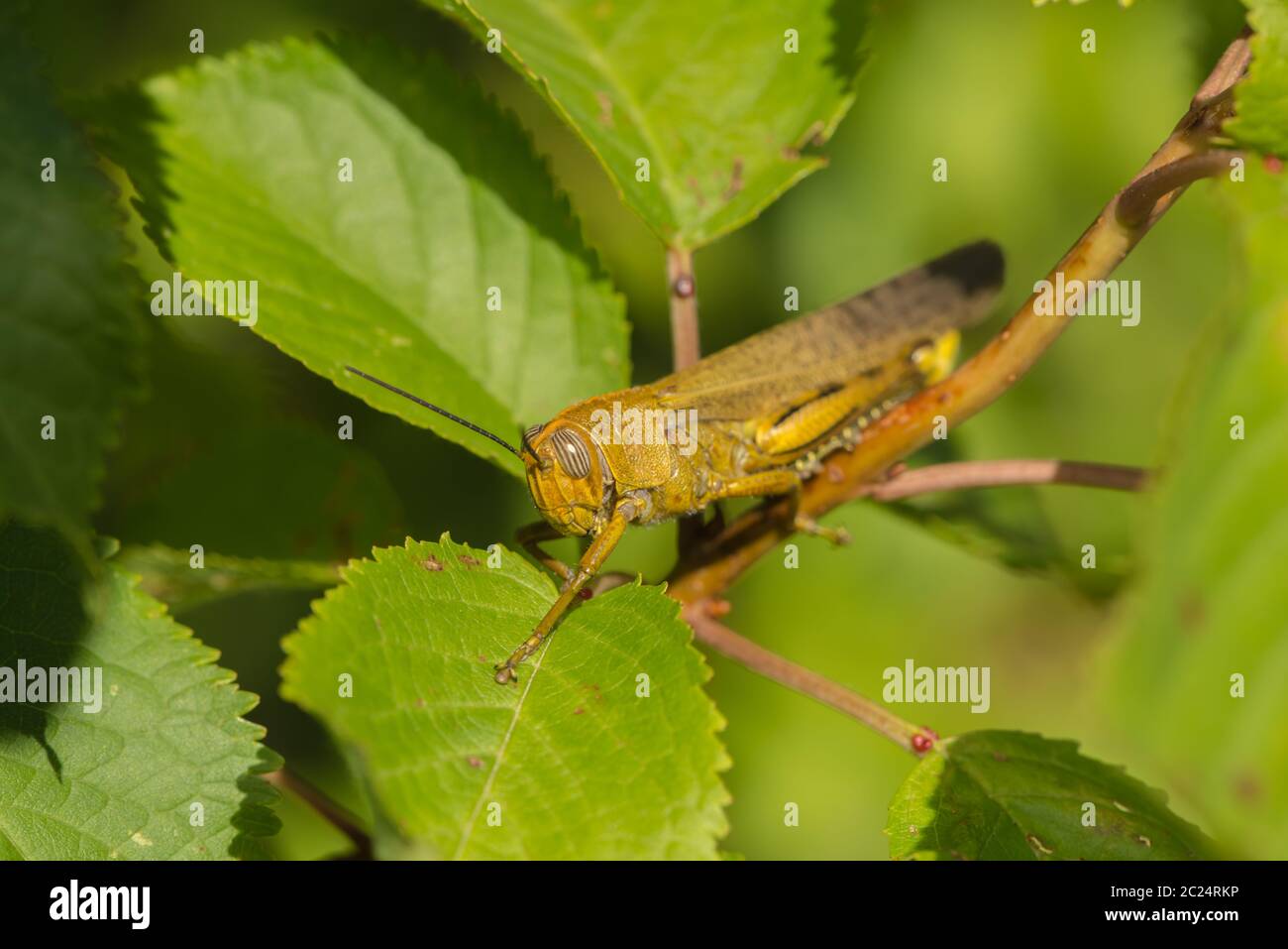 a close up of a grasshopper Stock Photo - Alamy