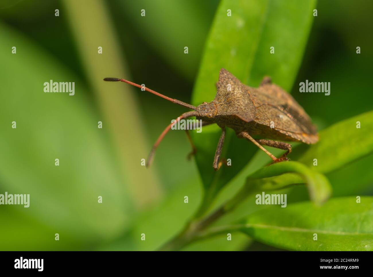 a close up of a true bug Stock Photo - Alamy