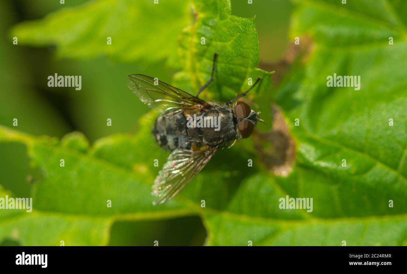 Fly up close hi-res stock photography and images - Alamy