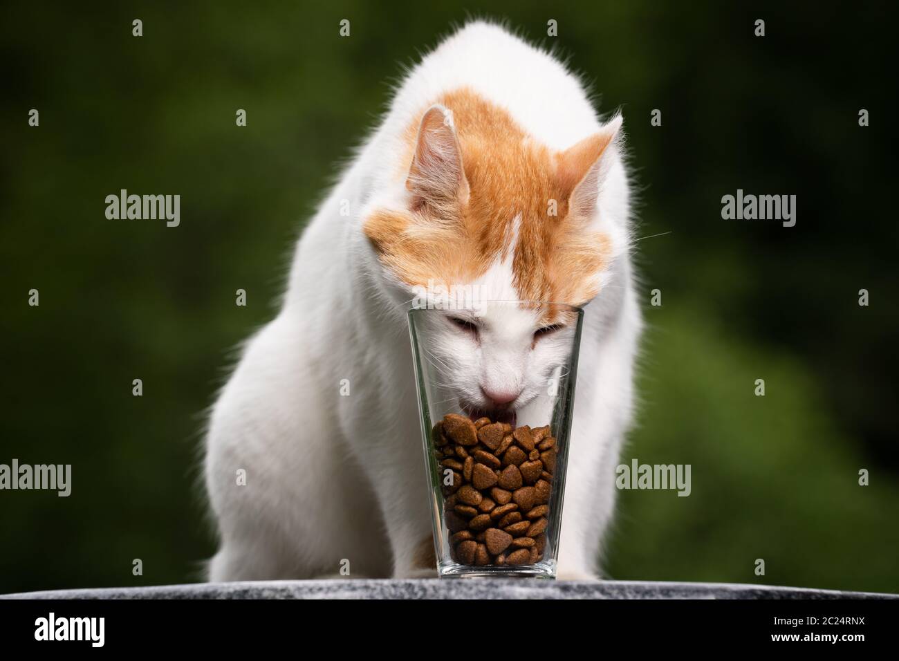 Cat reaching for food hi-res stock photography and images - Alamy
