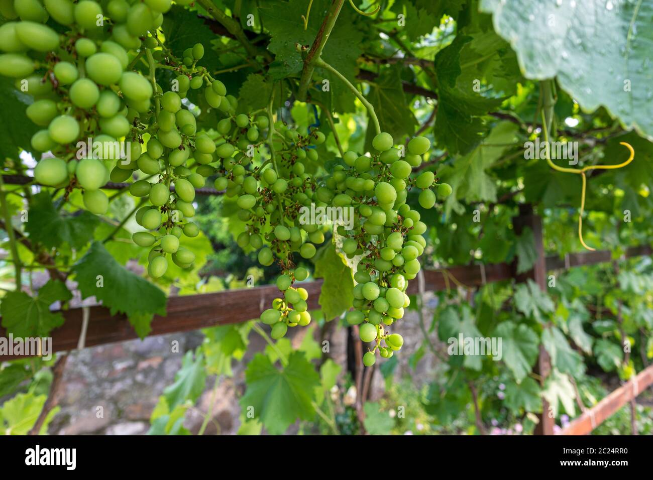 Grapes hanging on a branch hi-res stock photography and images - Alamy