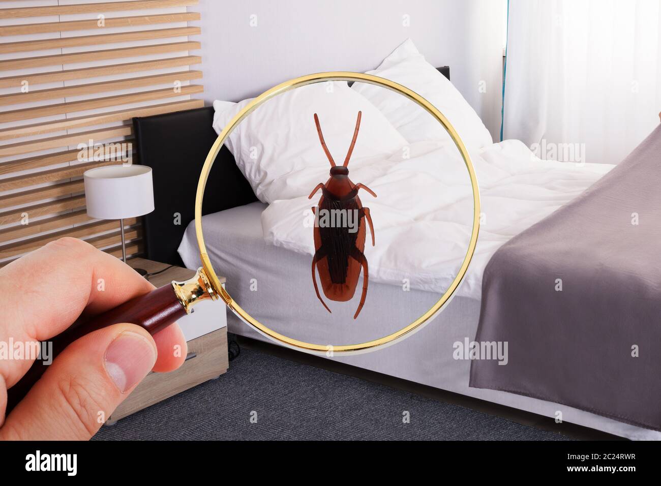 Close-up Of A Person Looking At Cockroach With Magnifying Glass On Bed ...