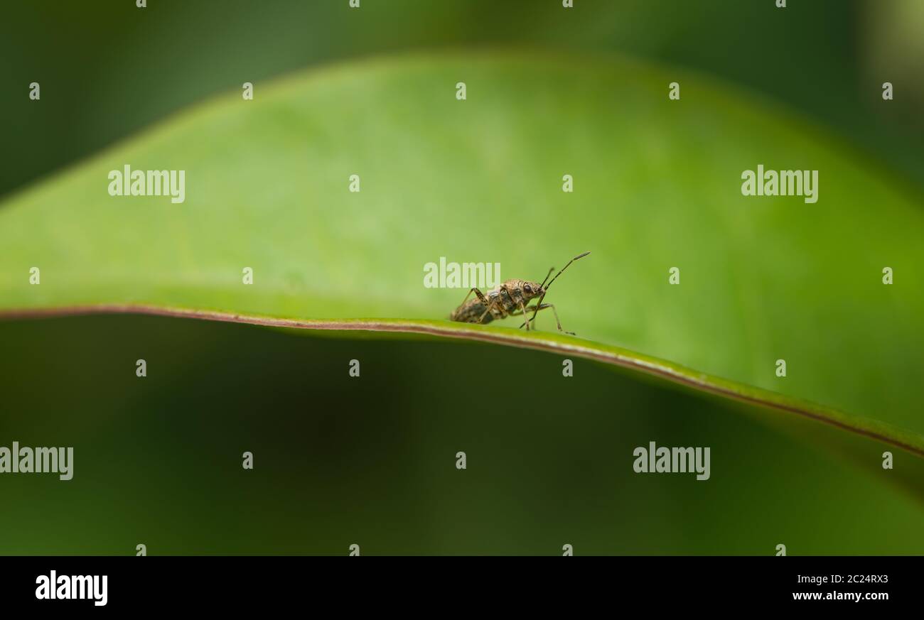 a close up of a bug on a leaf Stock Photo - Alamy