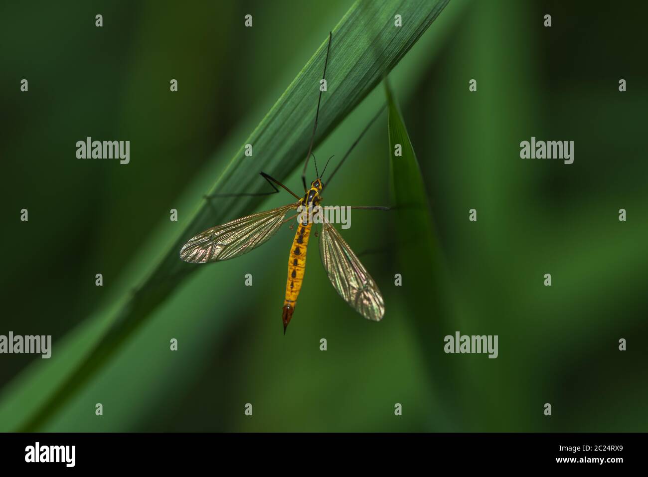 a close up of a crane fly Stock Photo - Alamy