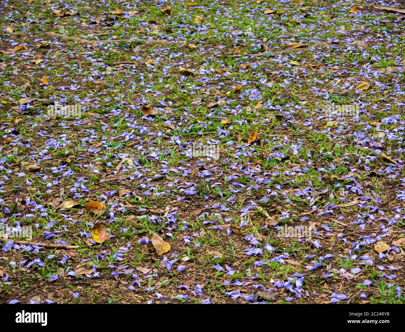 Purple flowers on grass pattern Stock Photo - Alamy