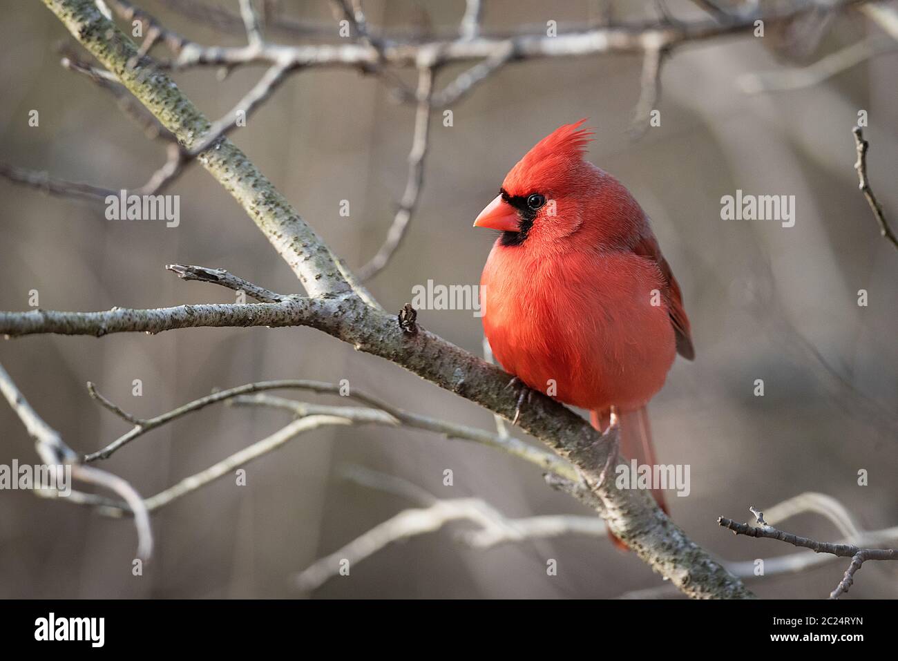 Male Northern Cardinal in Bare Tree, Cardinalis cardinalis Stock Photo ...