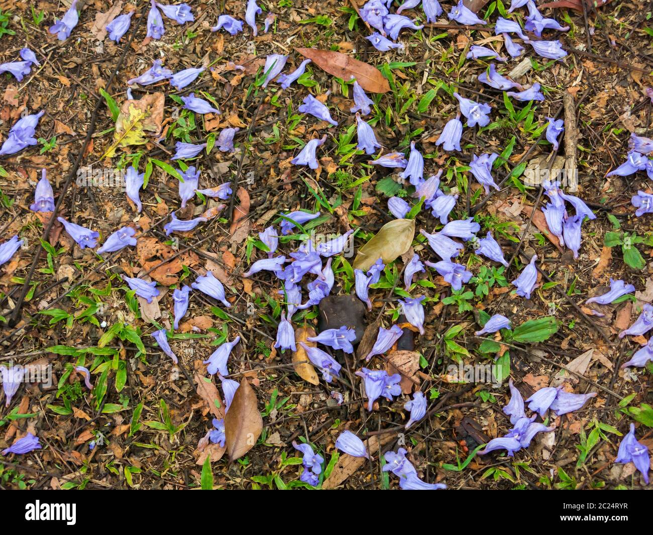 Grass purple flowers hi-res stock photography and images - Alamy