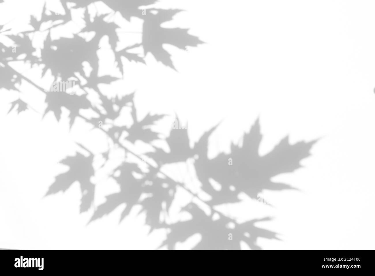 Overlay effect for photo. Gray shadow of the maple tree leaves on a ...