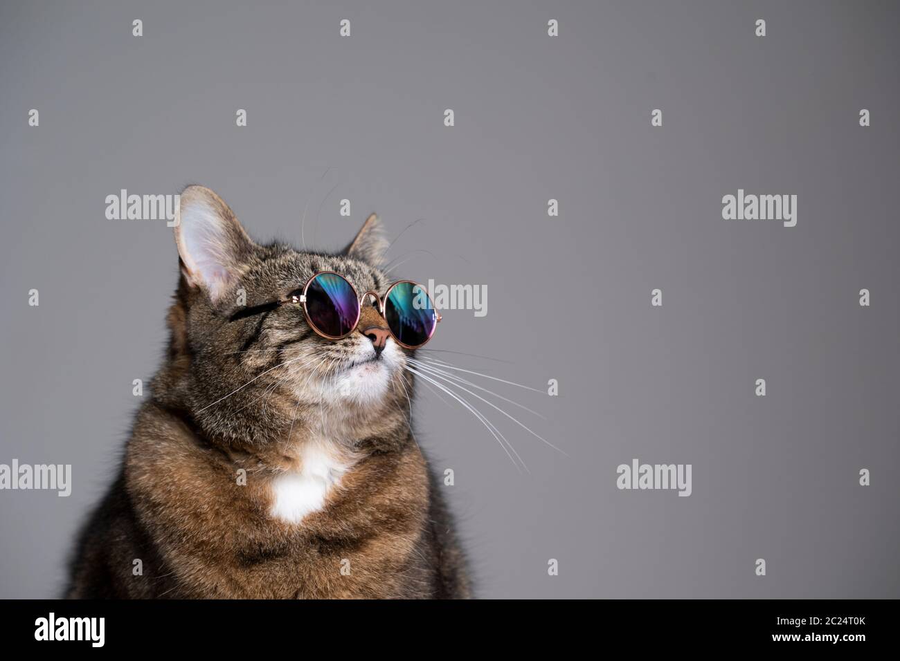 studio portrait of overweight tabby cat wearing sunglasses looking to ...