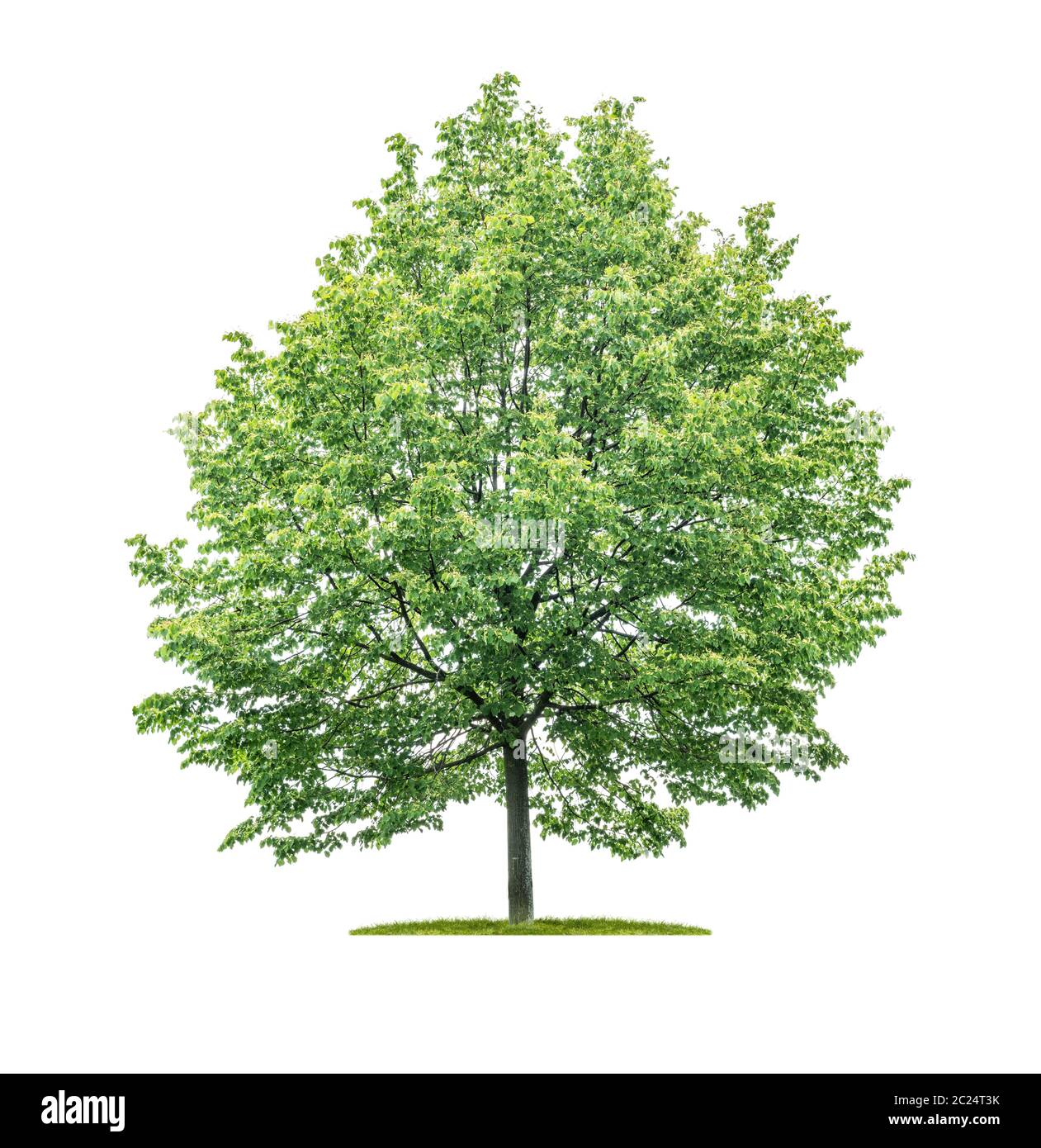 Isolated tree on a white background - Tilia - Lime tree Stock Photo - Alamy