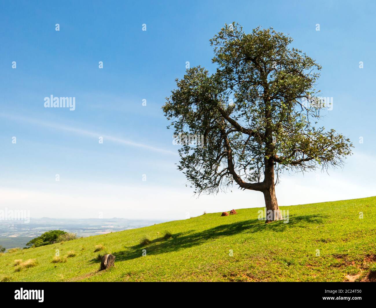 Lonely tree on sloping green grass hill Stock Photo - Alamy