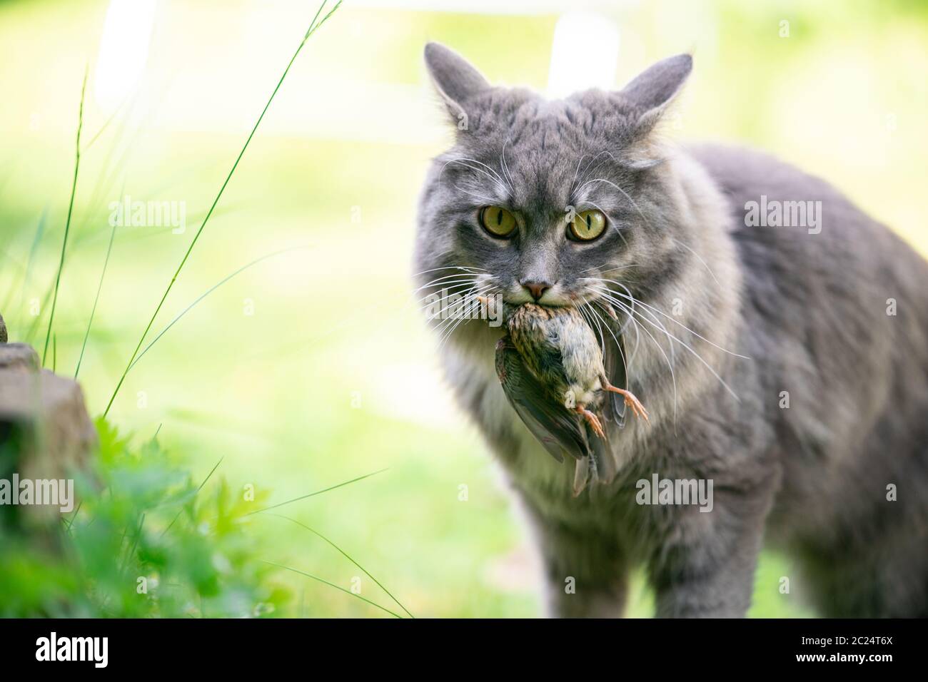 hunting maine coon cat having bird in mouth looking at camera Stock ...