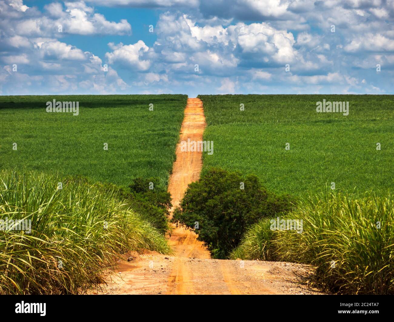 Rural road between sugan cane plantation Stock Photo - Alamy