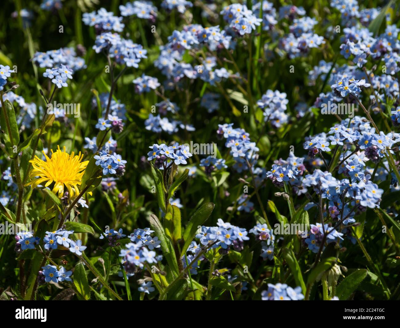 Blue meadow flowers hi-res stock photography and images - Alamy