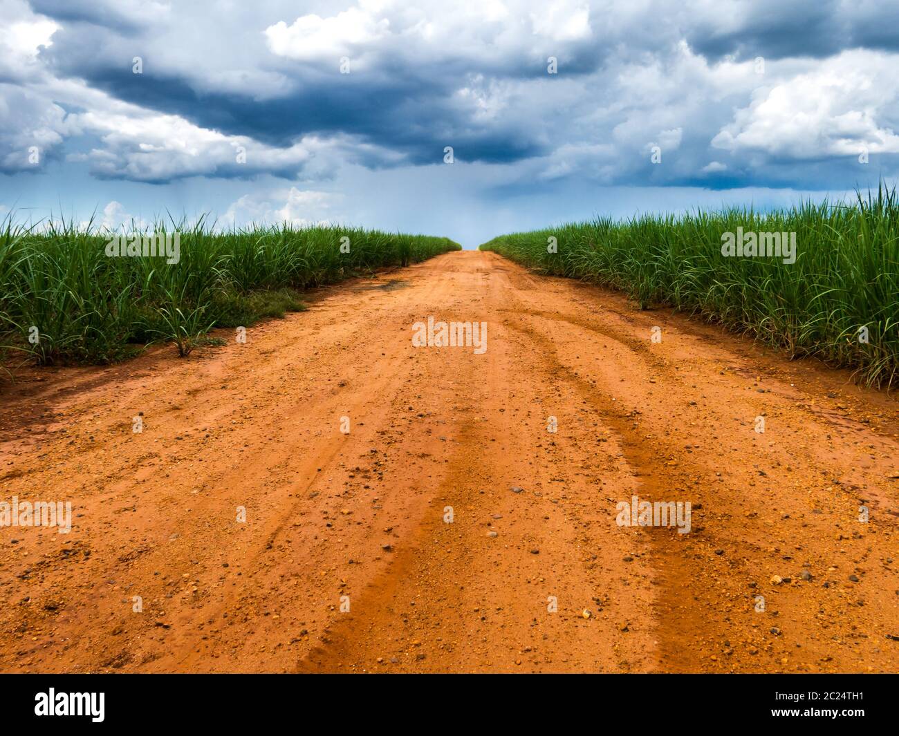 Rural road between sugan cane plantation Stock Photo - Alamy