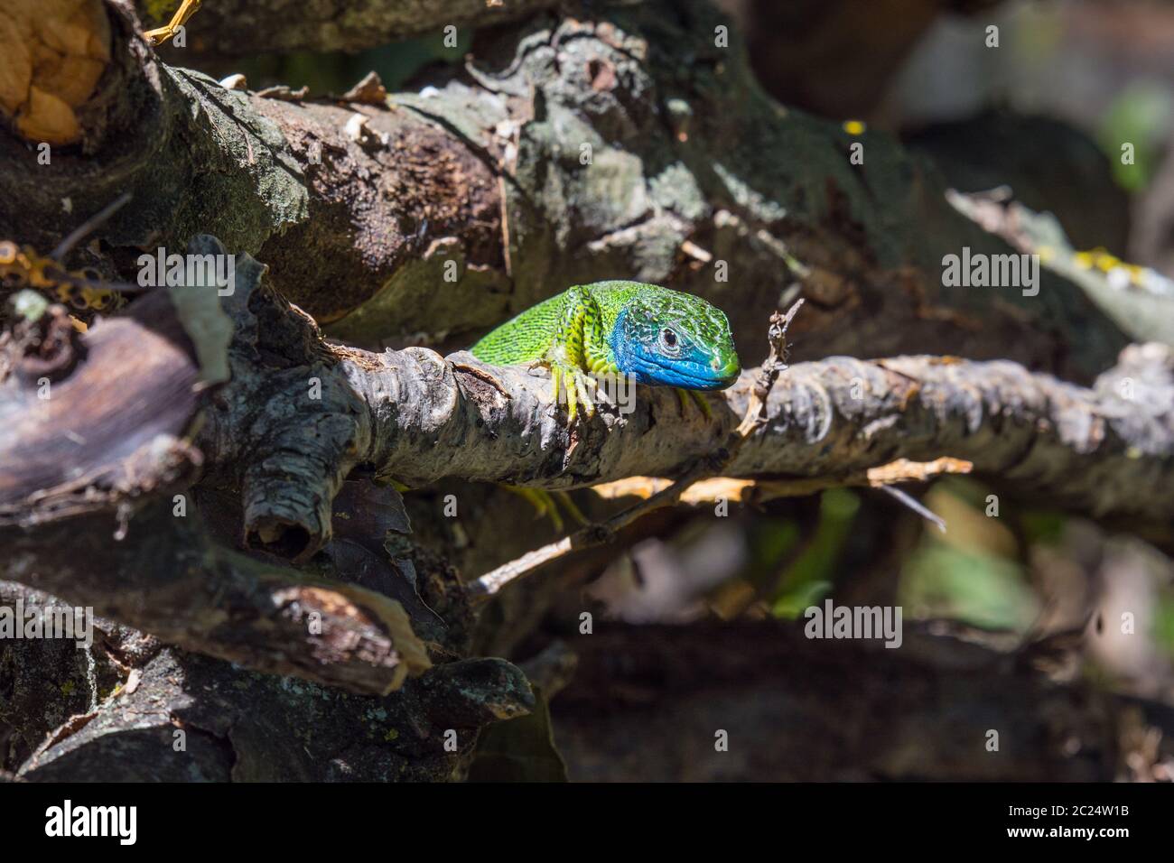 Colorful lizard hi-res stock photography and images - Alamy