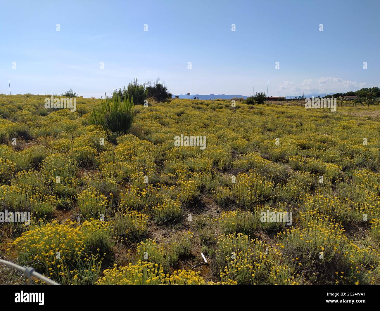 yellow flowers and wild bushes of wild vegetation on the dunes in ...