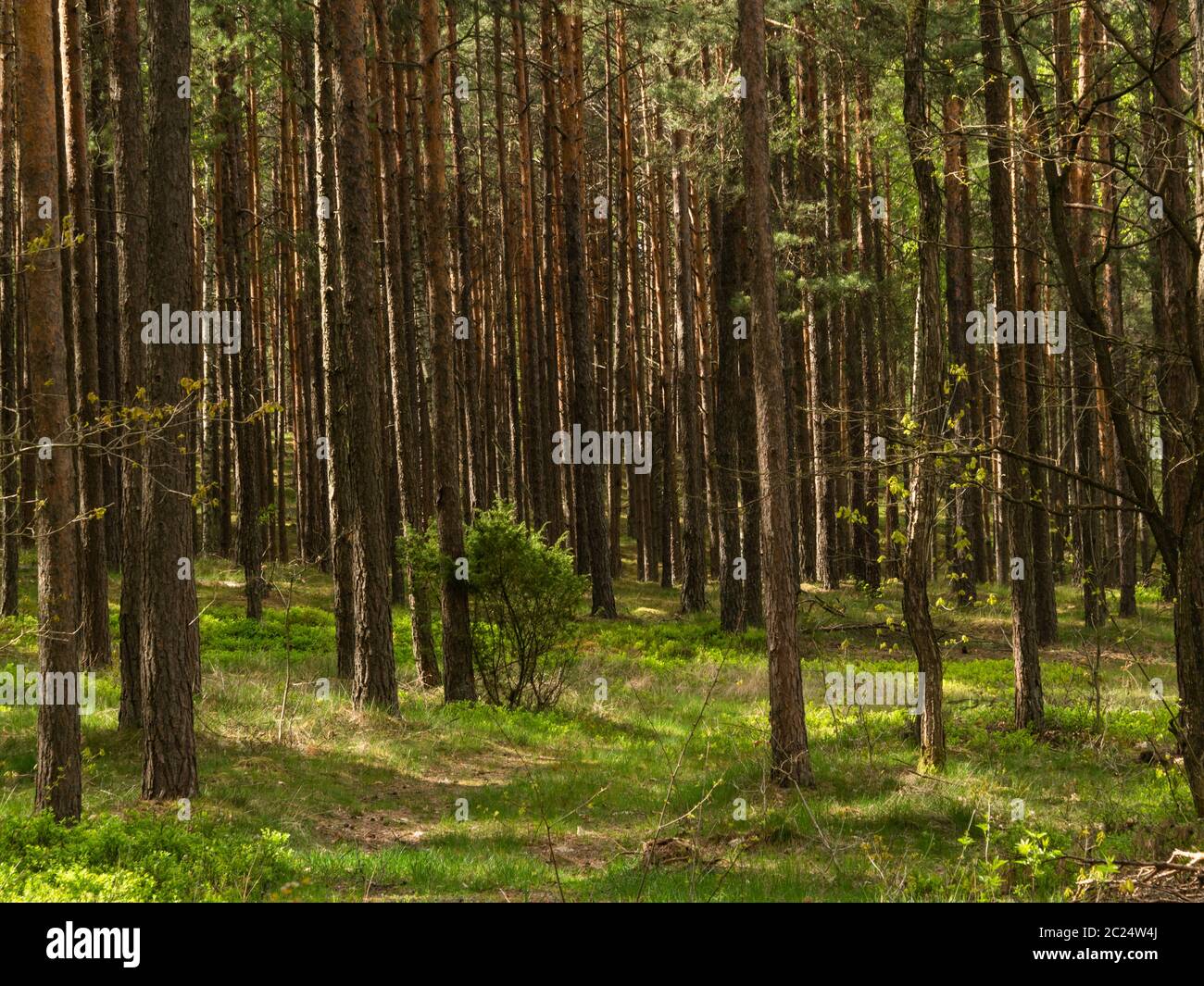 Beautiful landscape of pine forest in sunny day. Nature Wallpaper. The ...