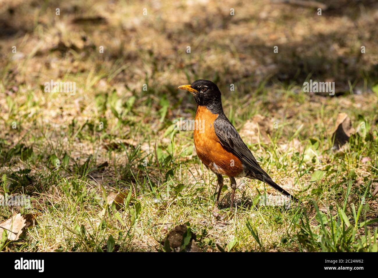 American robin spring singing hi-res stock photography and images - Alamy