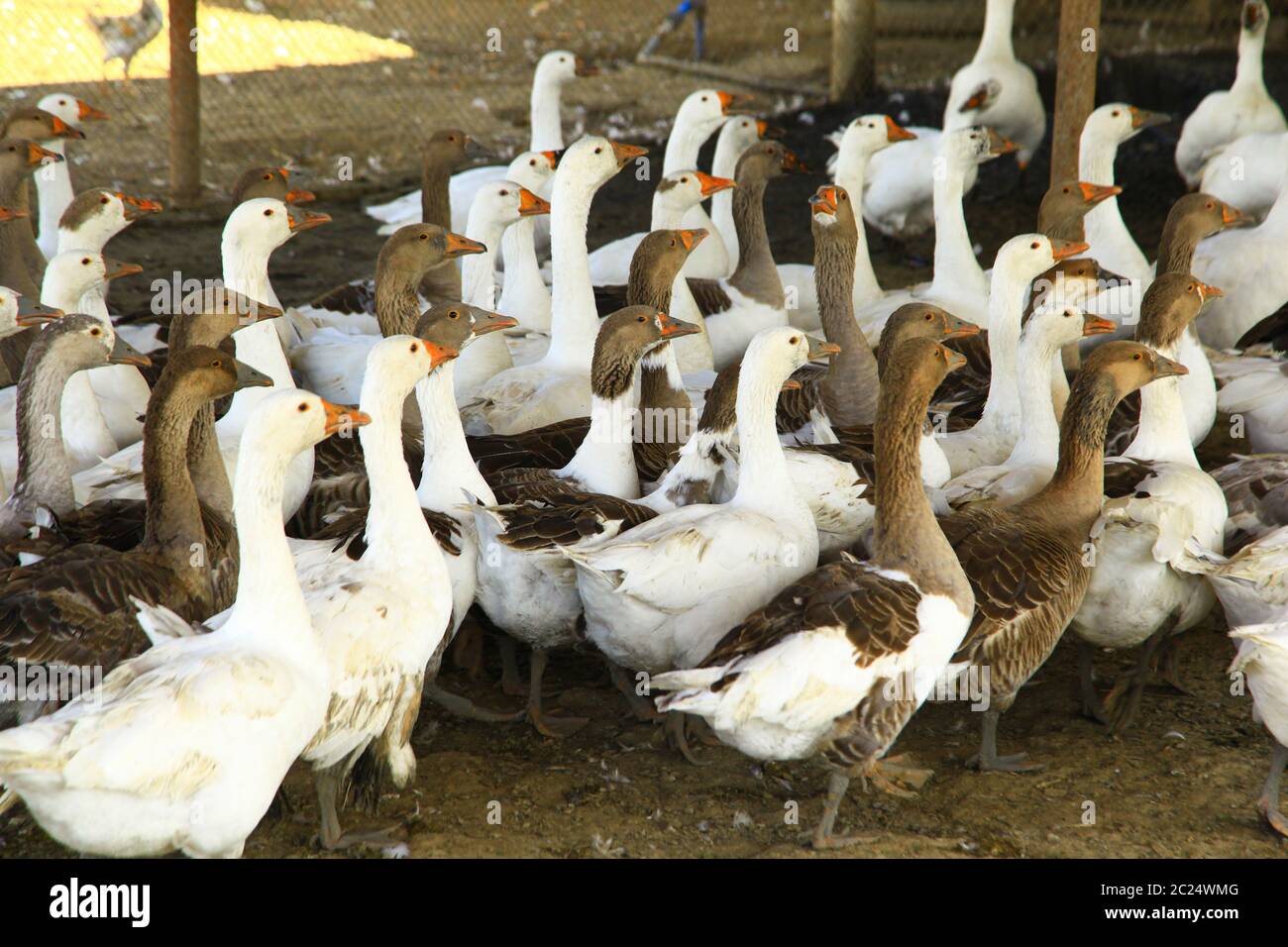 Pet farm birds hi-res stock photography and images - Alamy