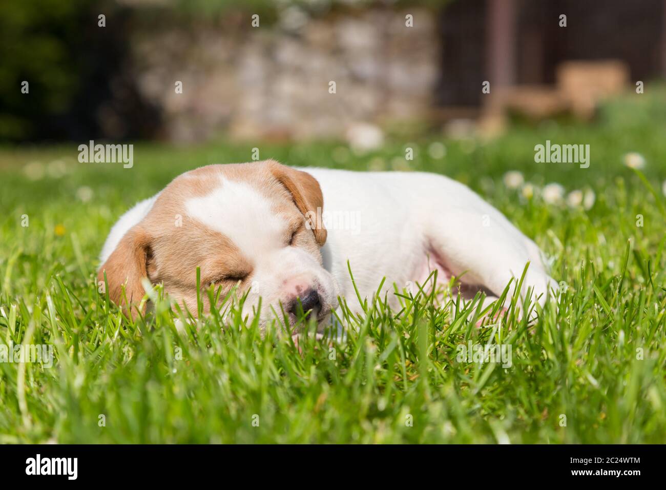 Cute small puppy dog napping in the grass Stock Photo - Alamy