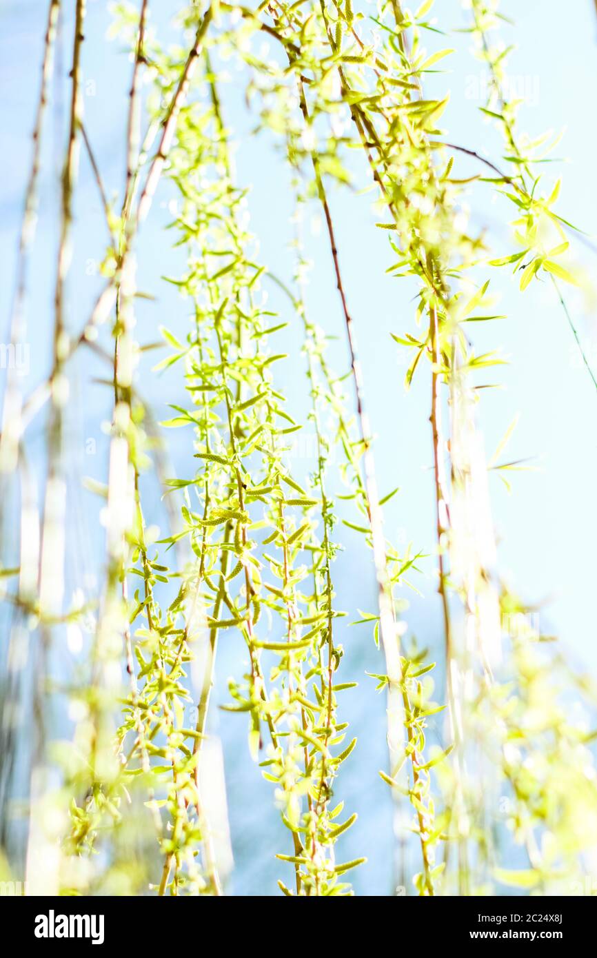 Green leaves in springtime, nature background Stock Photo - Alamy