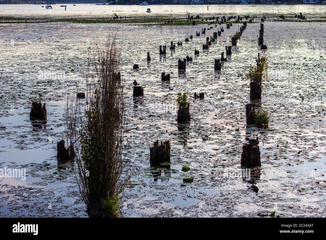 Pilings in the water hi-res stock photography and images - Alamy
