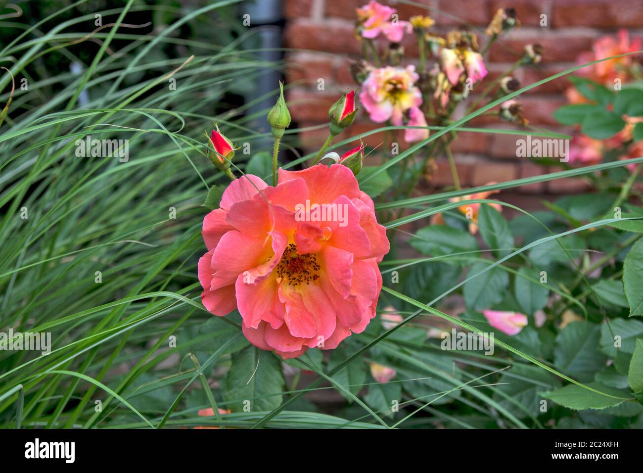 A beautiful blooming garden rose captivates with its appearance, color ...
