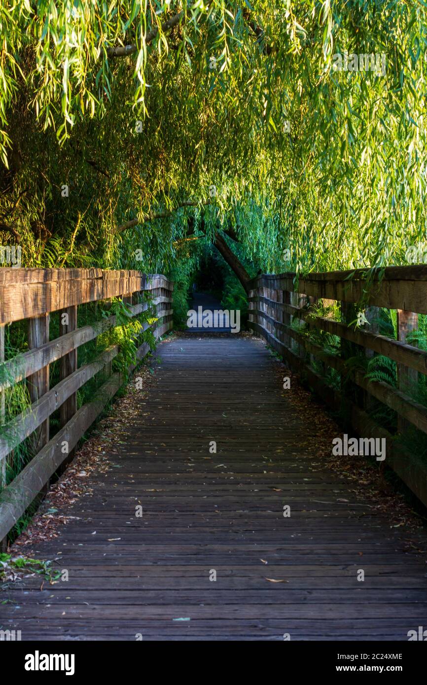 Wood bridge under a canopy of leaves Stock Photo - Alamy