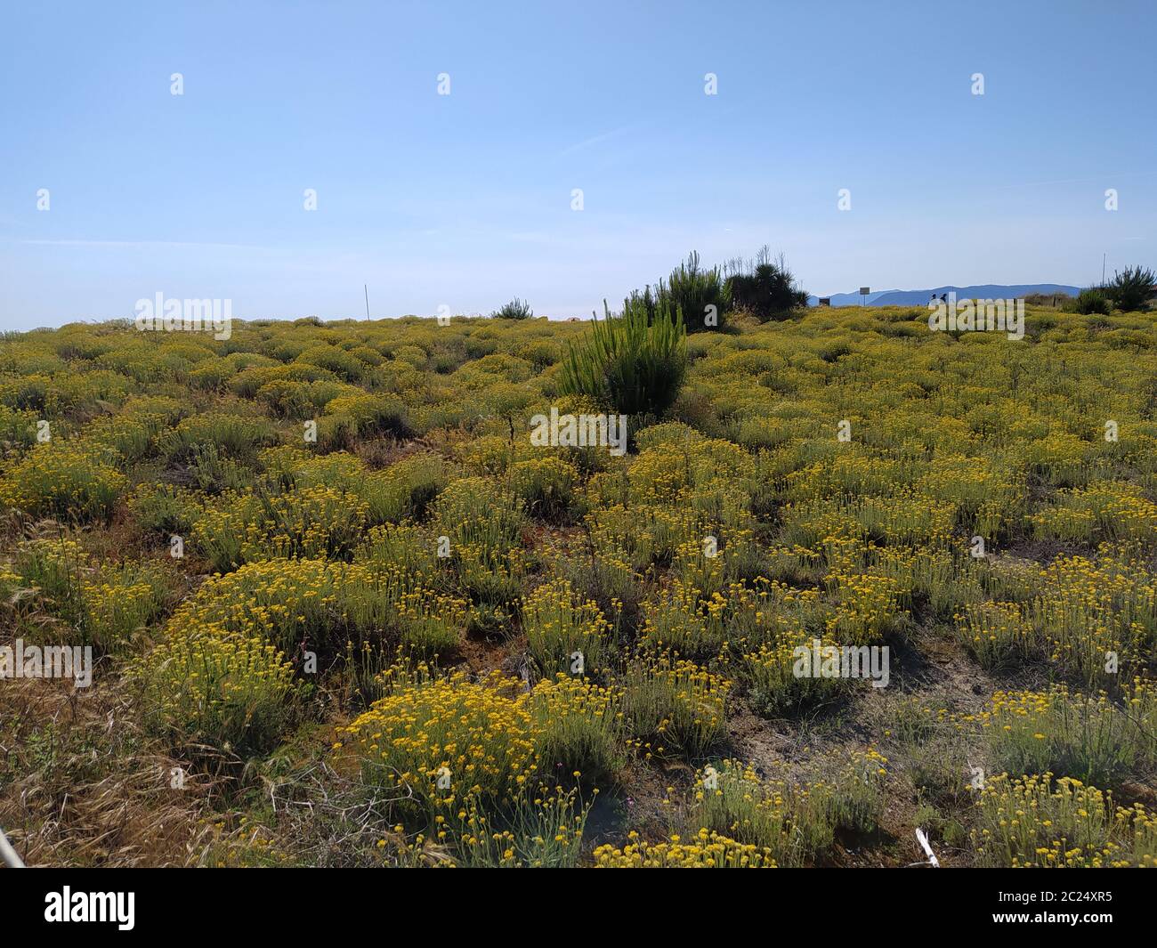 yellow flowers and wild bushes of wild vegetation on the dunes in ...