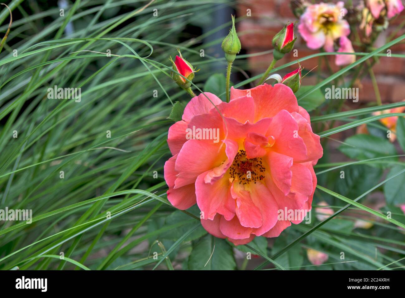 A beautiful blooming garden rose captivates with its appearance, color ...
