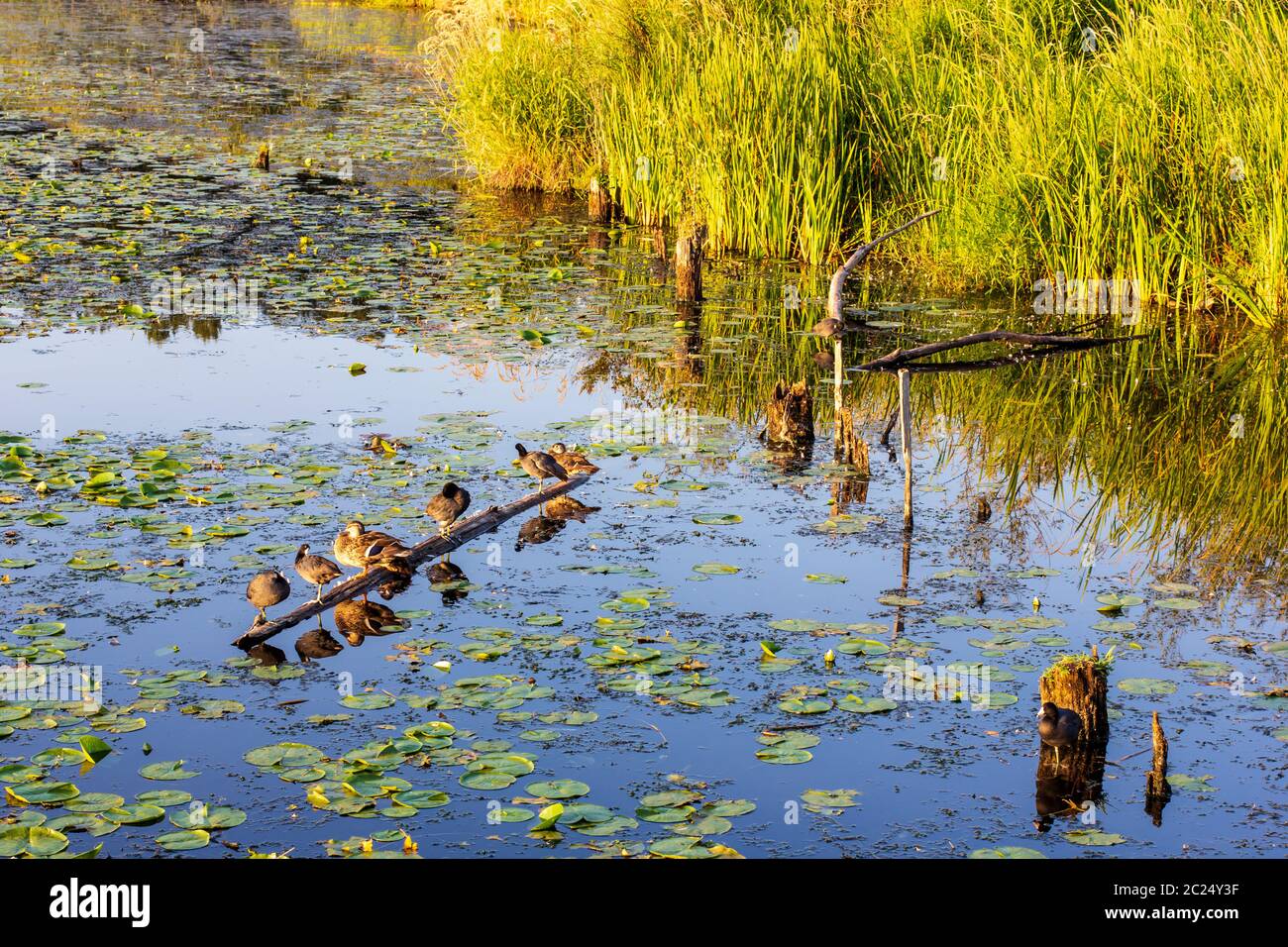 Reflective pond hi-res stock photography and images - Alamy