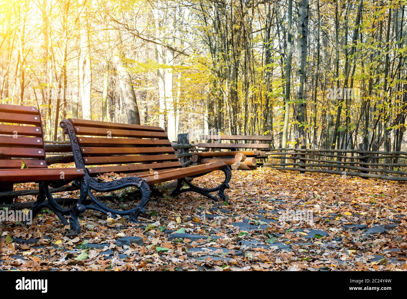 Beautiful scenic alley with benches between trees and golden colored ...