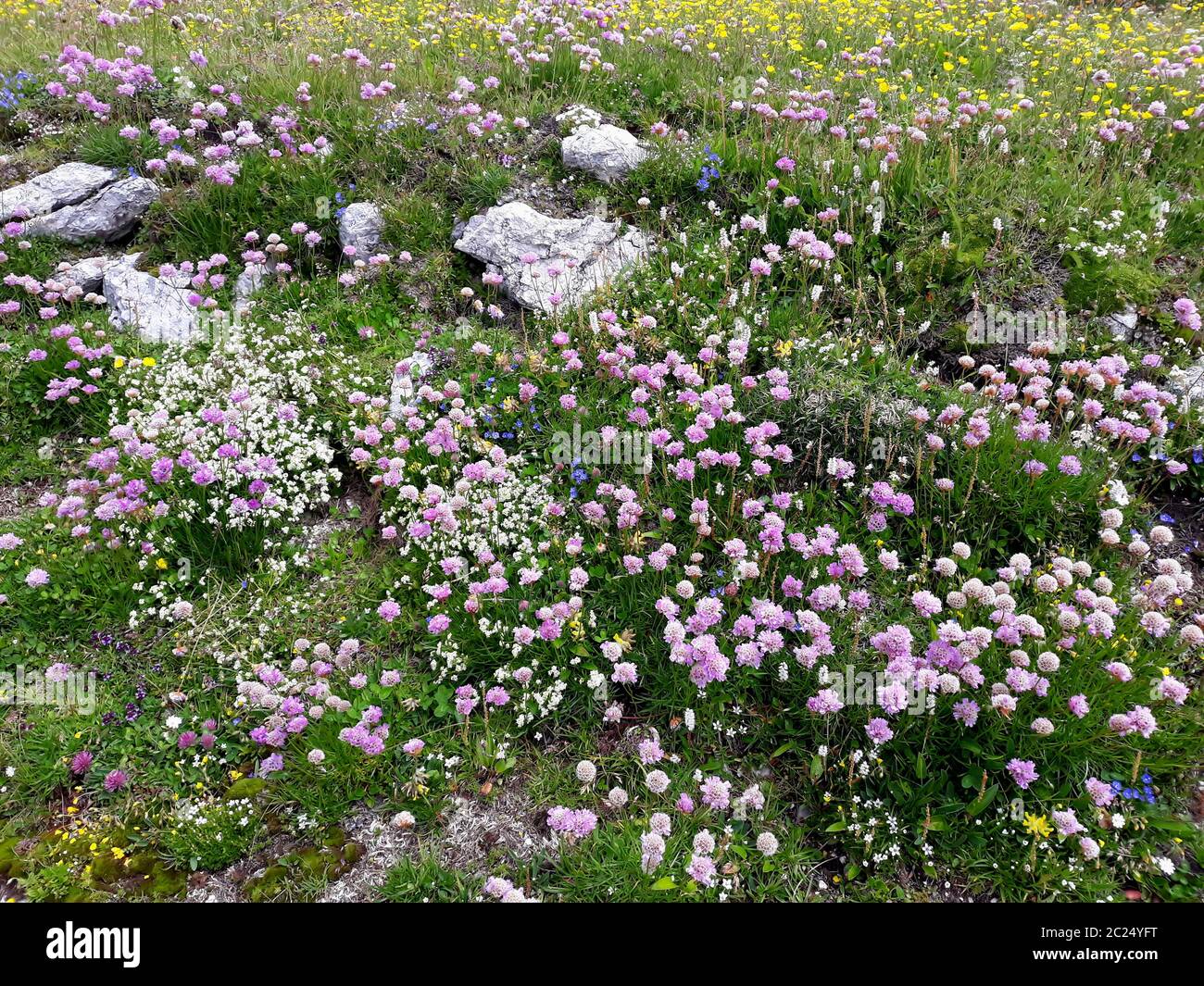 Sea pink flowers hi-res stock photography and images - Alamy