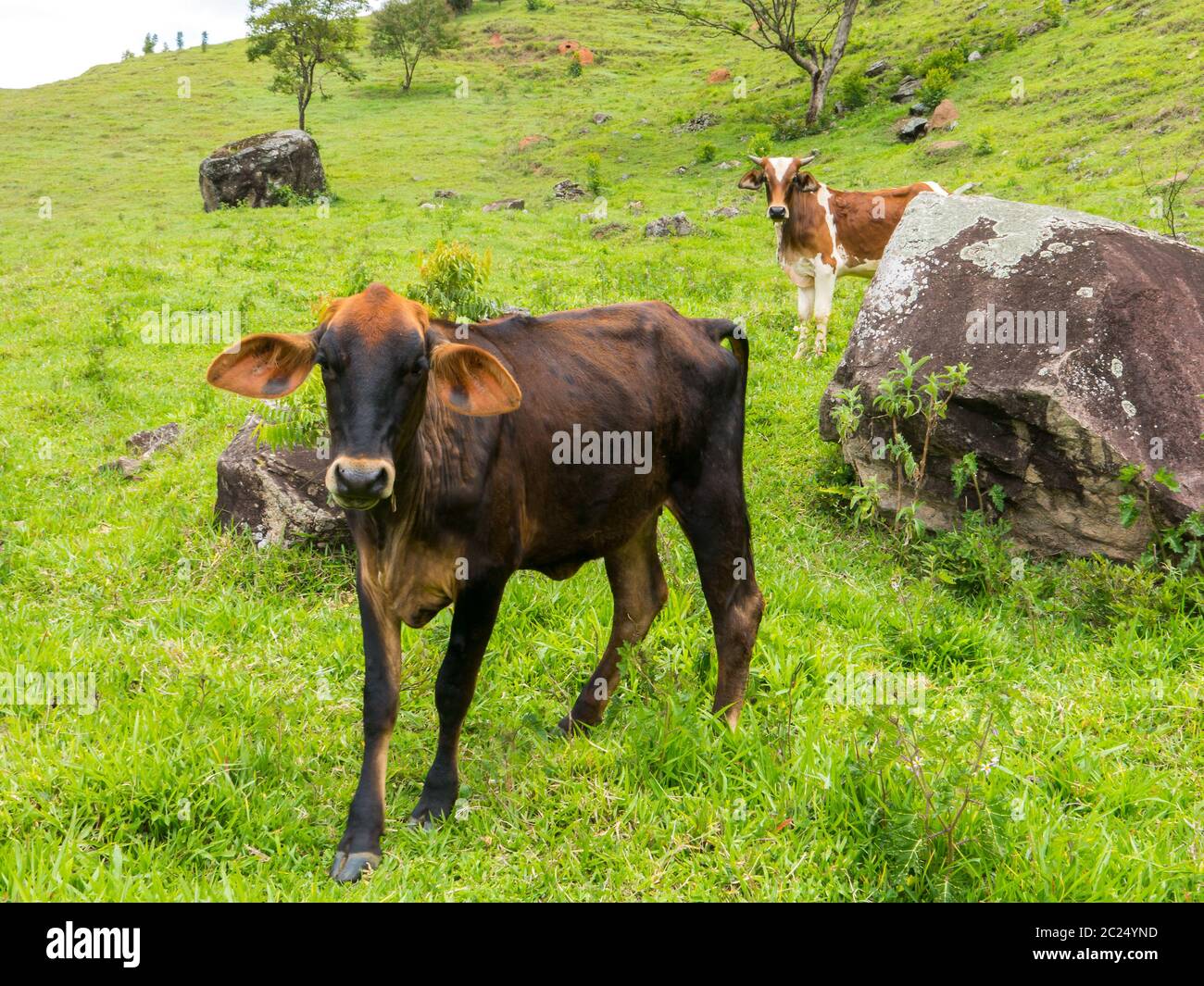 Oxen on green pasture - bulls - livestock - cattle raising Stock Photo ...