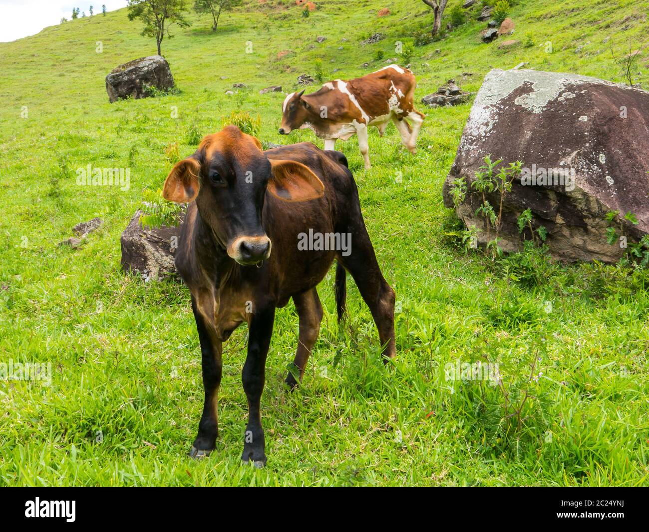 Oxen on green pasture - bulls - livestock - cattle raising Stock Photo ...
