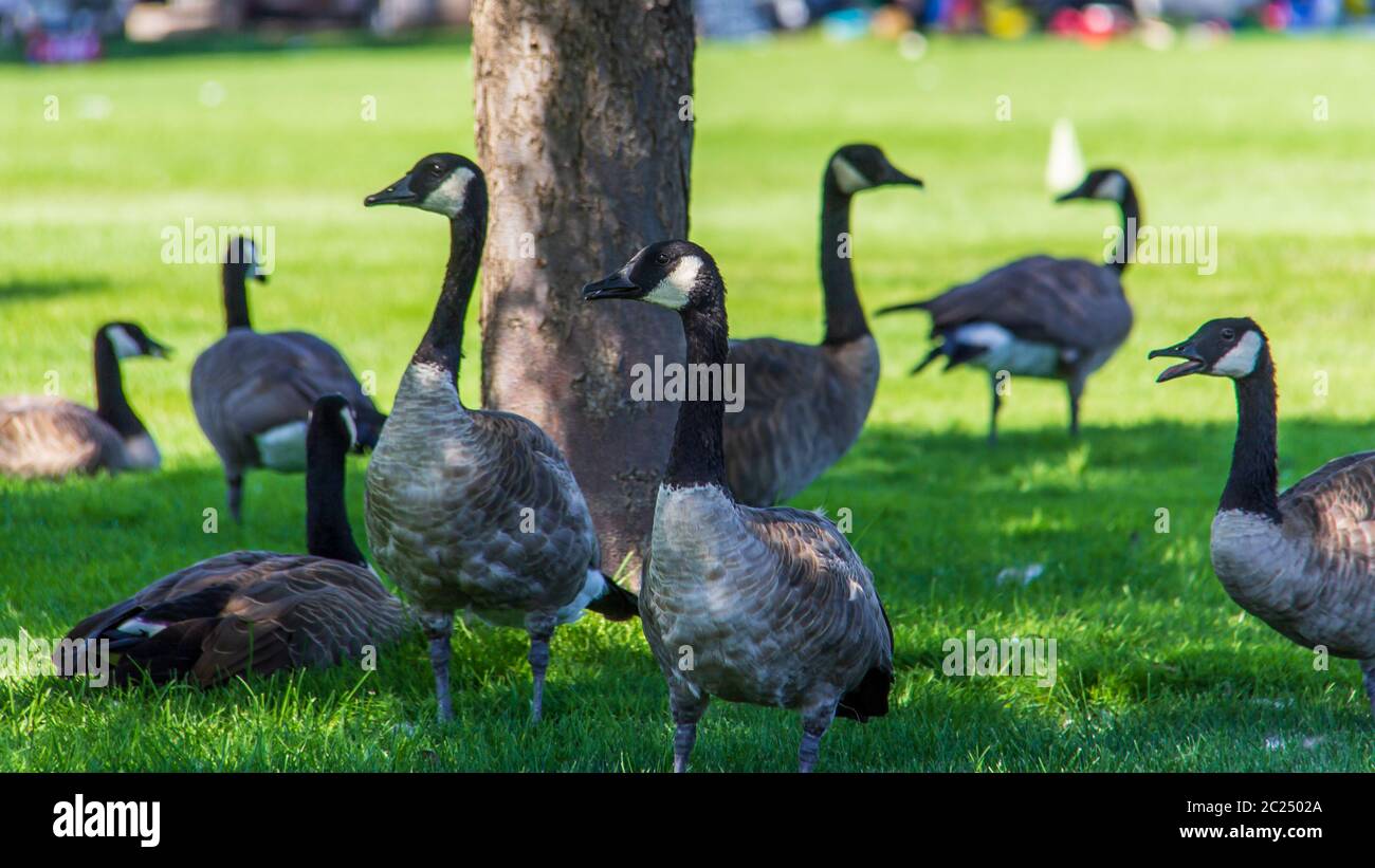 Tree shade animal hi-res stock photography and images - Alamy