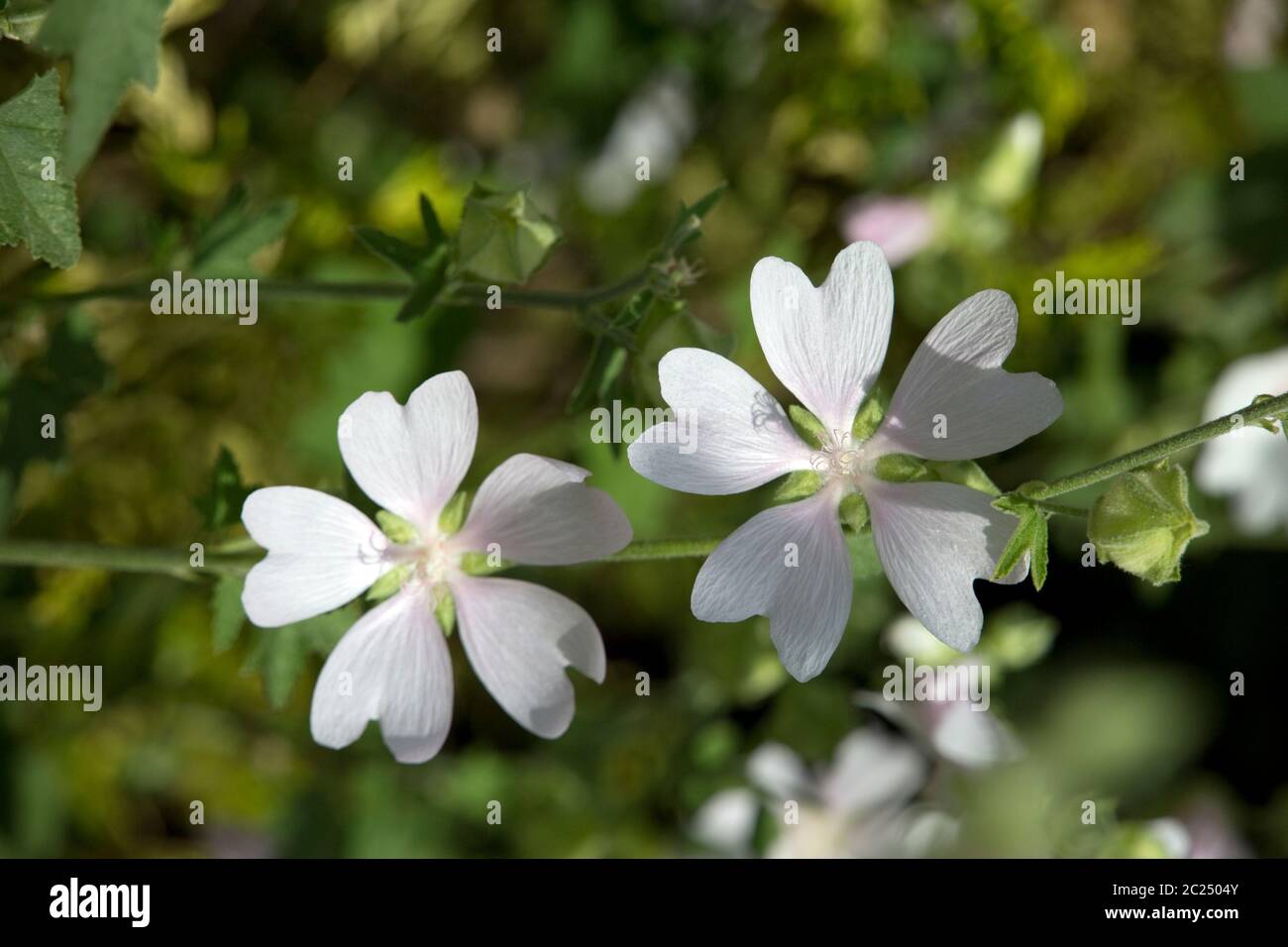 Malva spec hi-res stock photography and images - Alamy