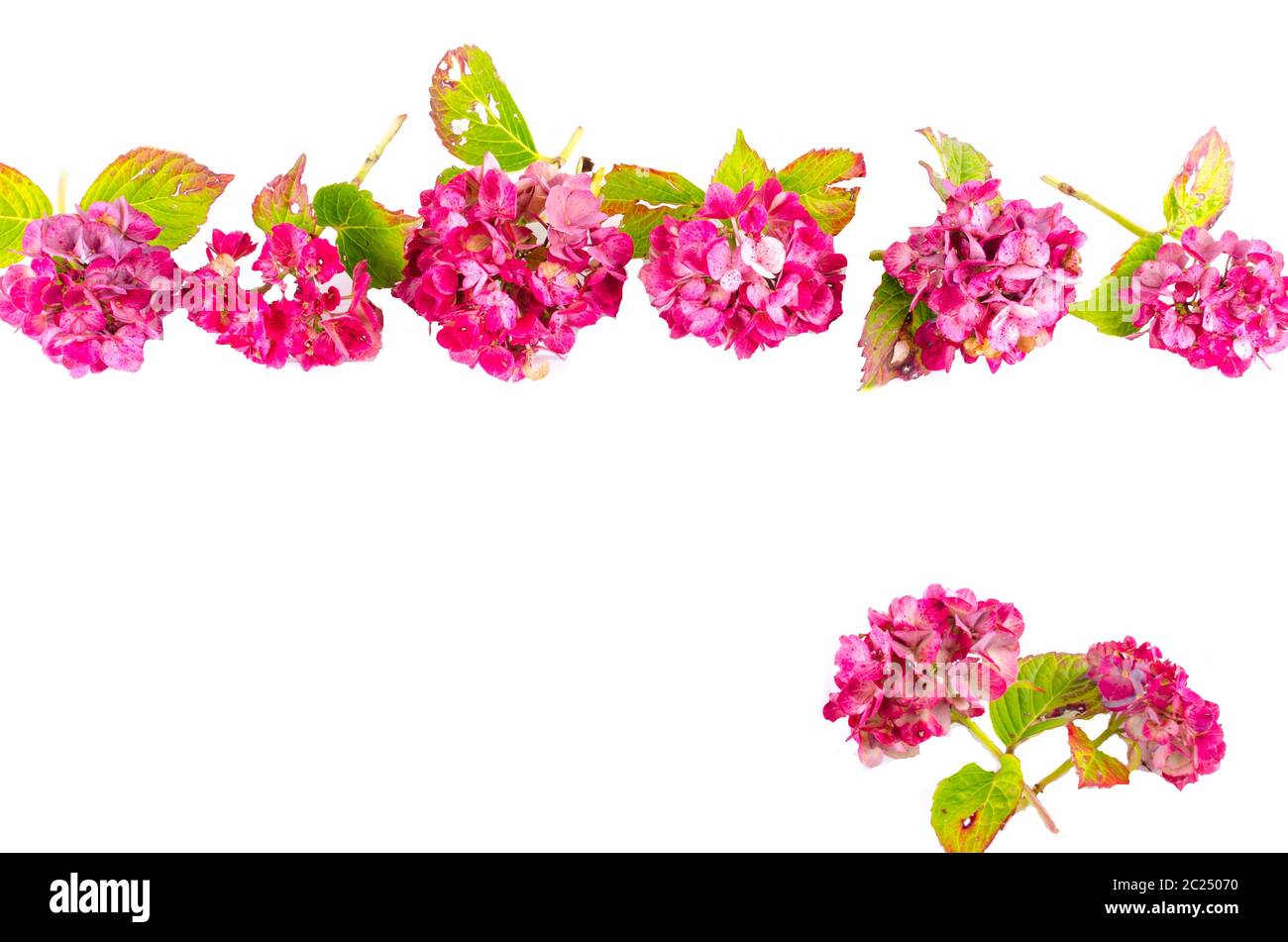 Flowers background - fresh flowers from home garden Stock Photo - Alamy