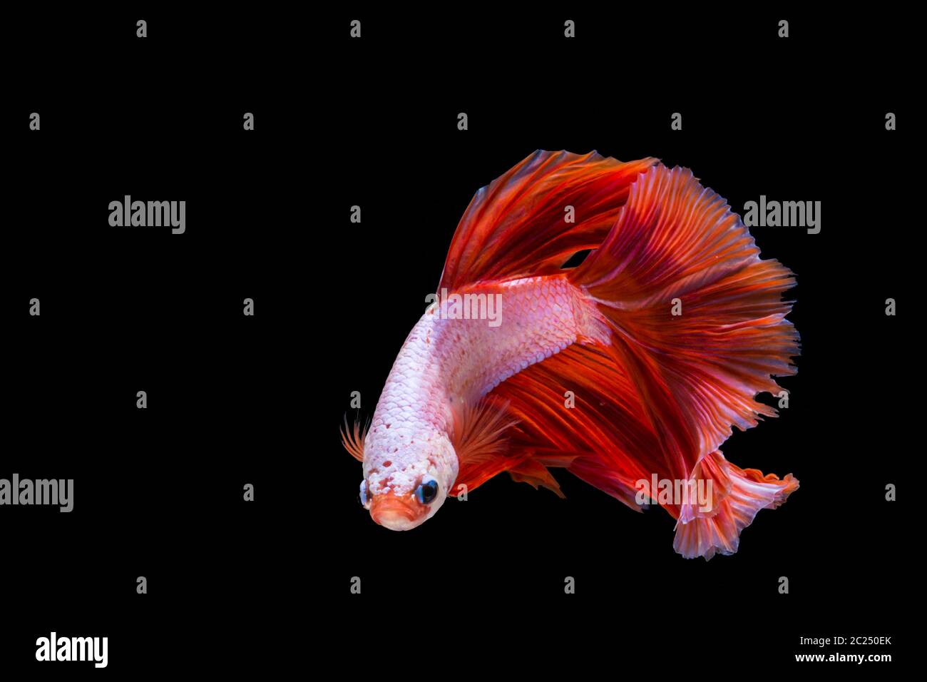 Pink and red betta fish Stock Photo - Alamy