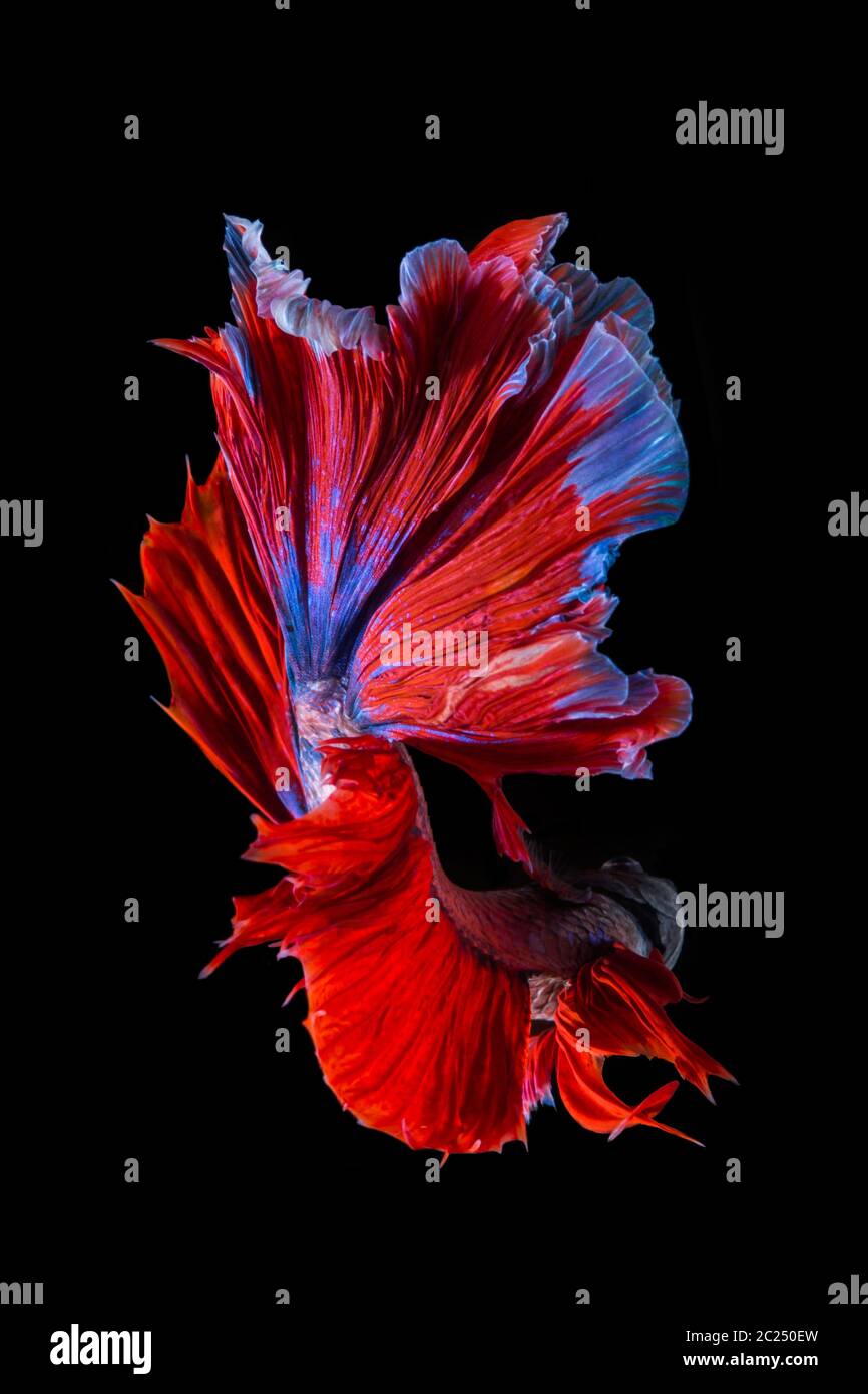 Red and blue betta fish Stock Photo - Alamy