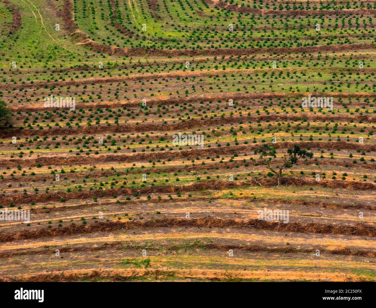 Farming field - birds eye - drone view Stock Photo - Alamy