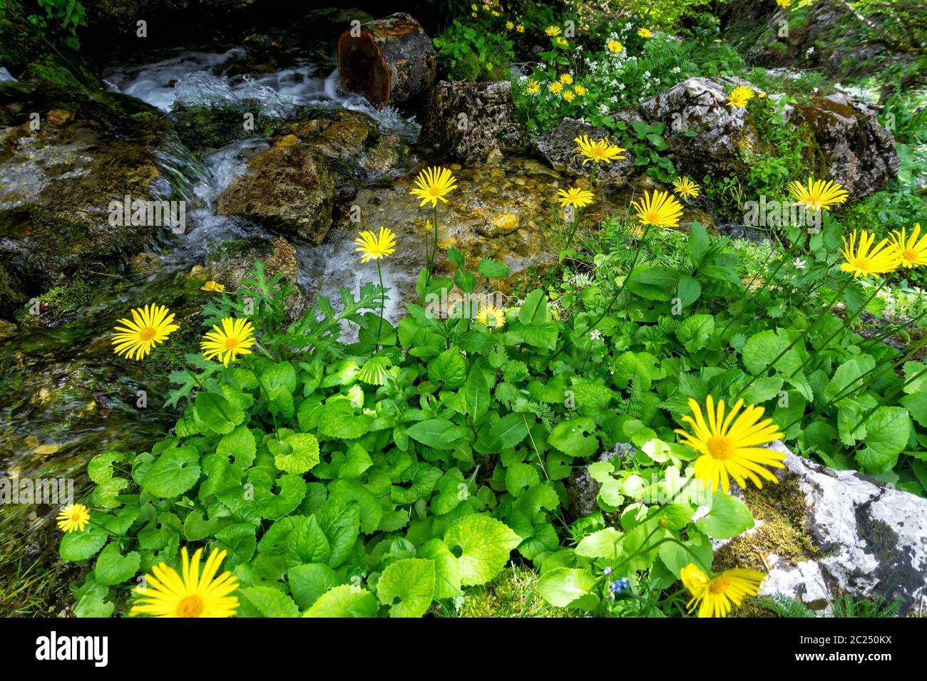 National flower of albania hi-res stock photography and images - Alamy
