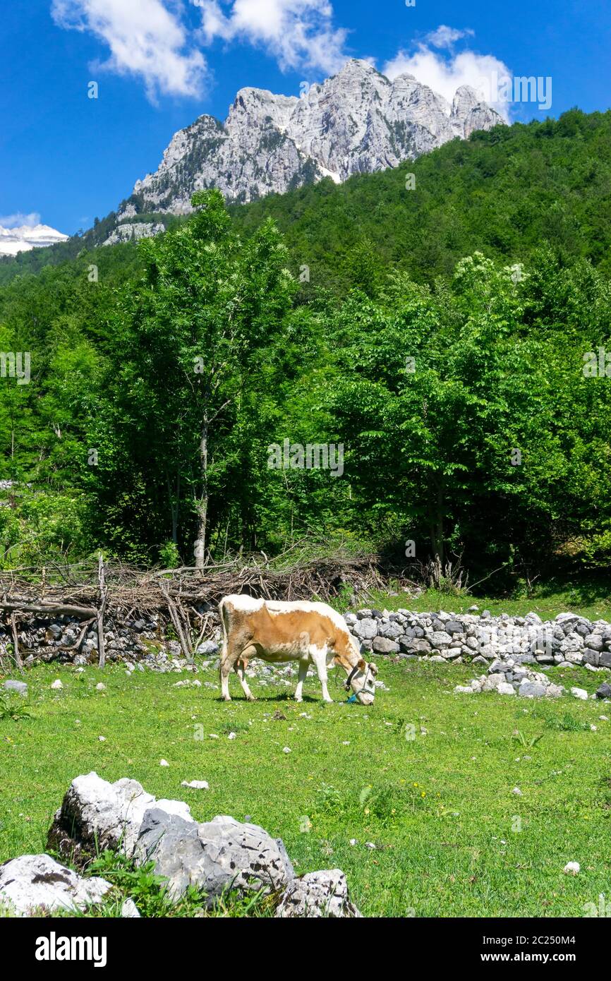 Landscape of Valbona Village with cow and mountain in background in ...