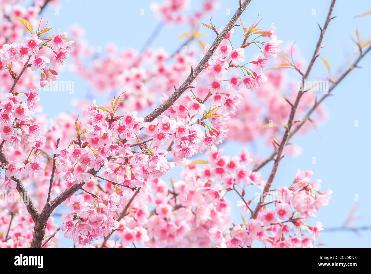 Beautiful cherry blossoms hi-res stock photography and images - Alamy