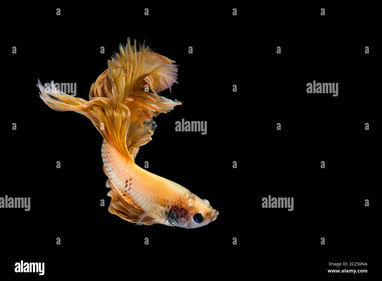 Yellow gold betta fish Stock Photo - Alamy