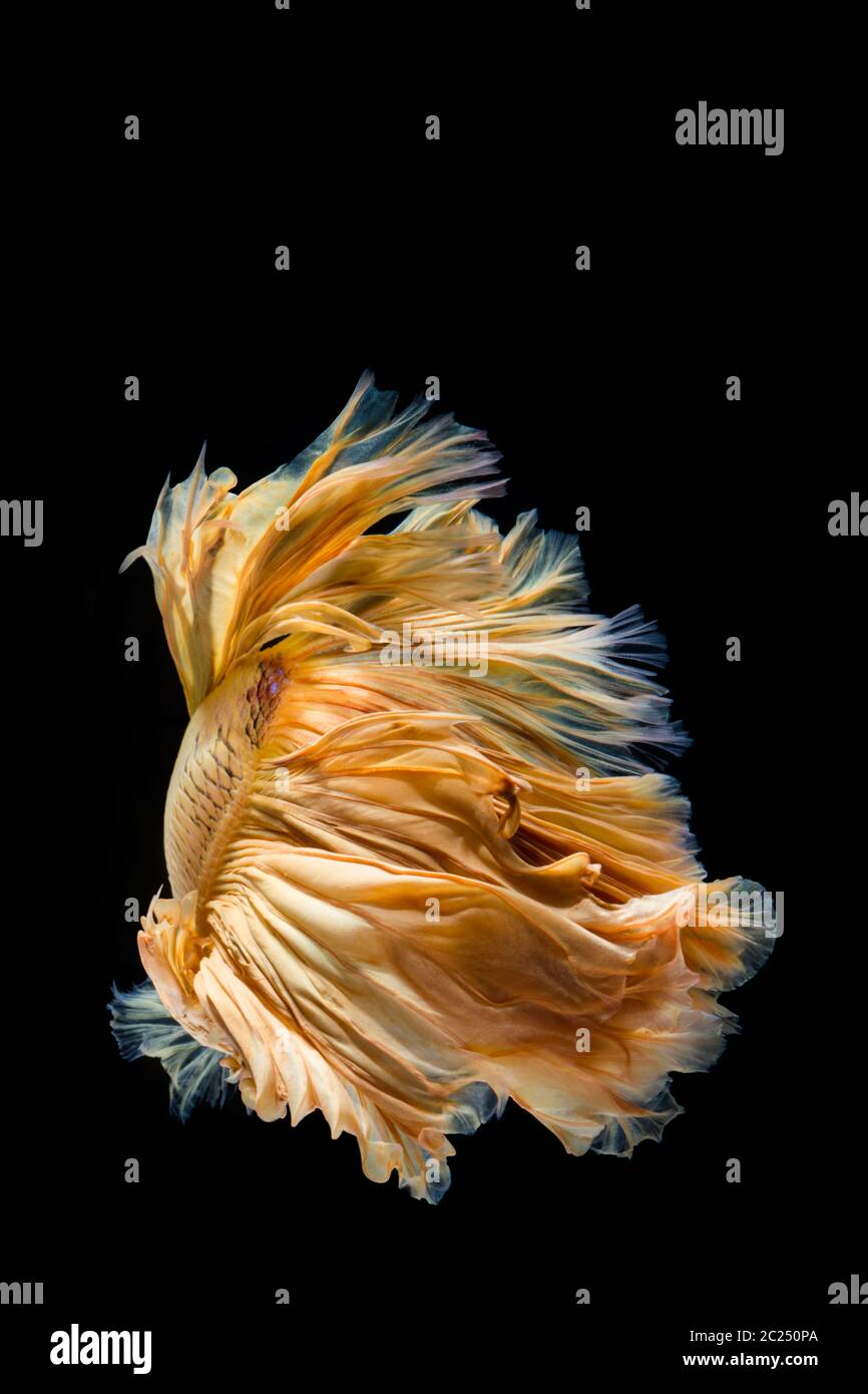 Yellow gold betta fish Stock Photo - Alamy