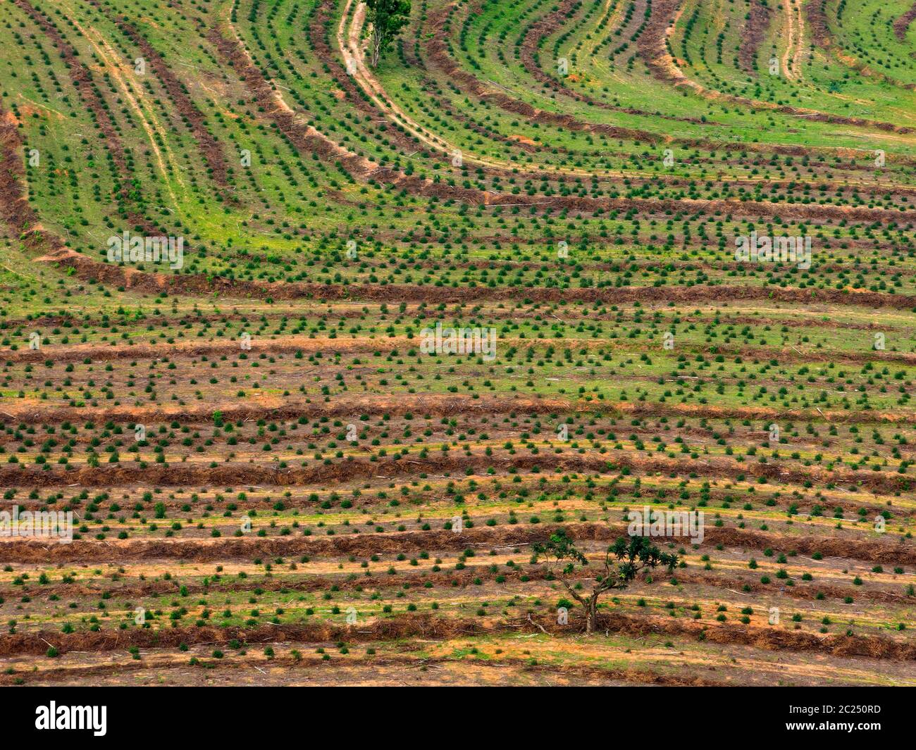 Farming field - birds eye - drone view Stock Photo - Alamy