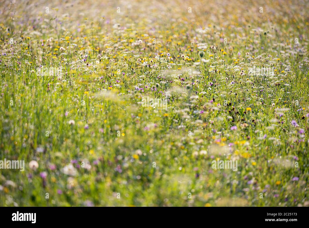 Morning sunshine, haze, dew on a lawn full of flowers. Summer, autumn ...